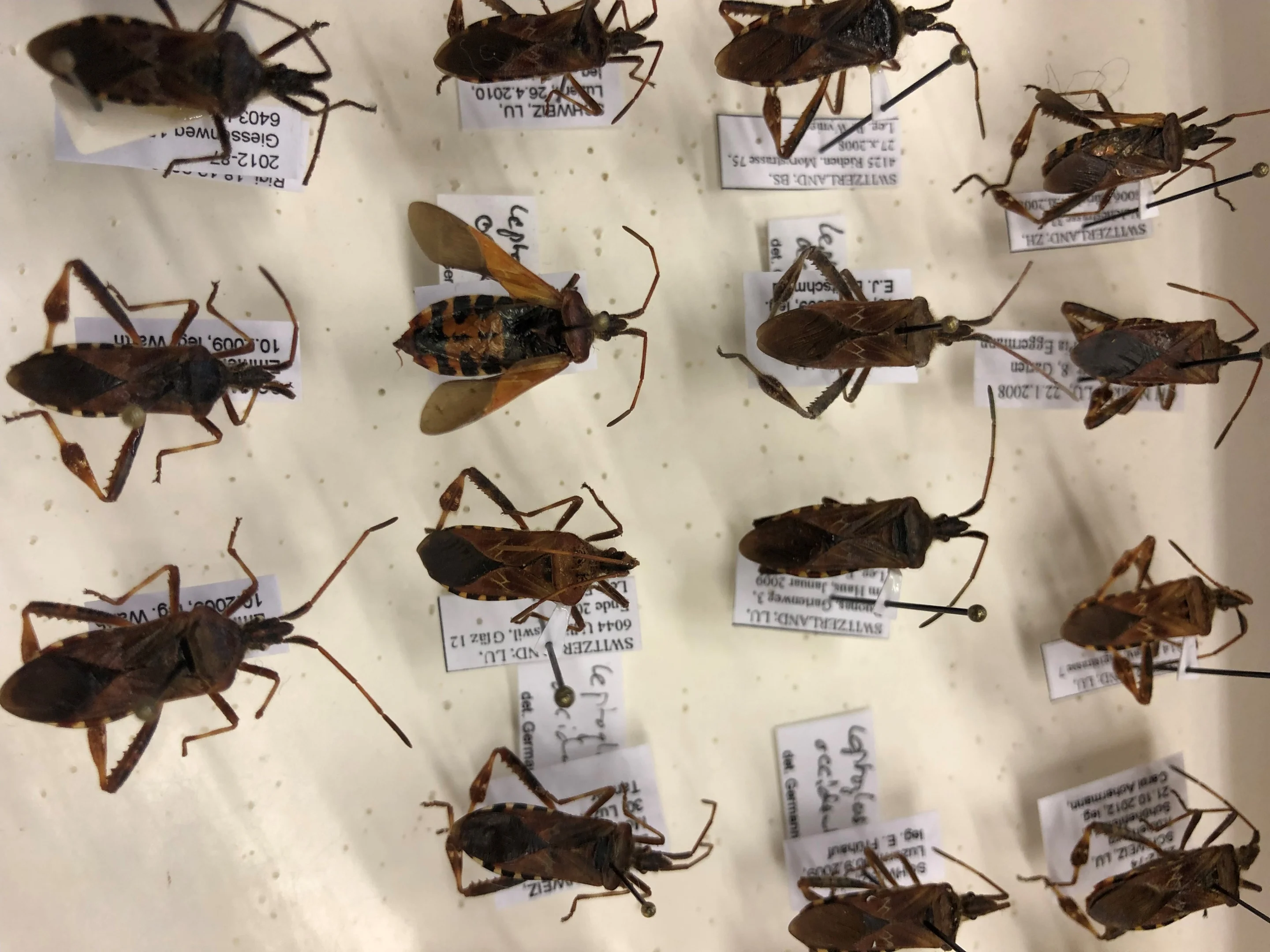 Neozoen "neue Tiere" | Umweltberatung Luzern