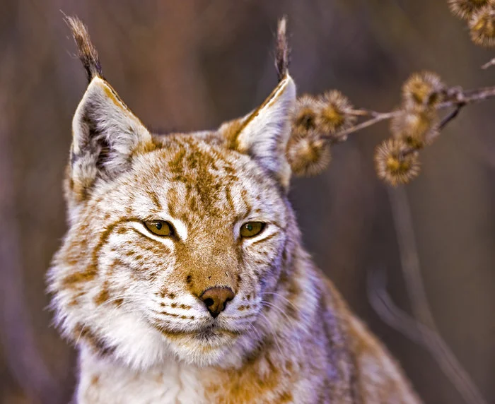 Auf den Spuren des Luchses | Umweltberatung Luzern