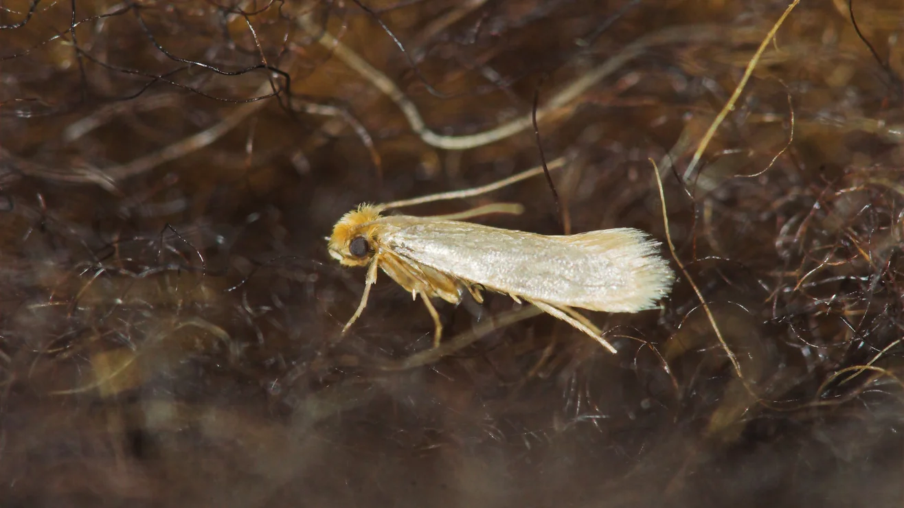 Kleidermotten | Umweltberatung Luzern