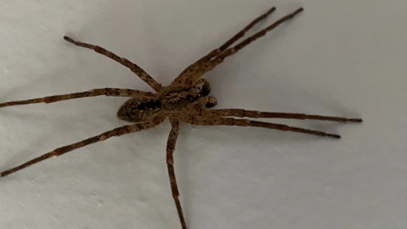 Nosferatu-Spinne (Zoropsis spinimana) | Umweltberatung Luzern