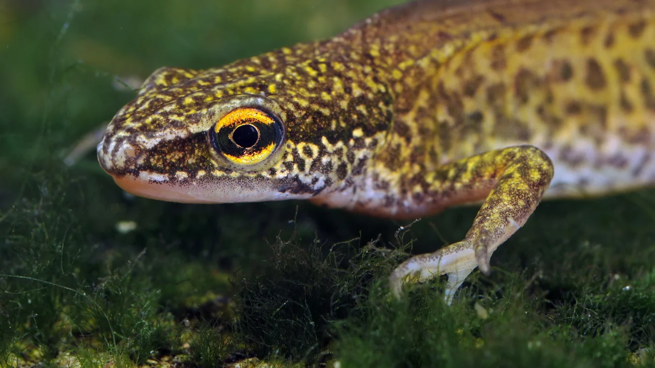Lebensweise, Gefährdung und erfolgreicher Schutz von Amphibien ...