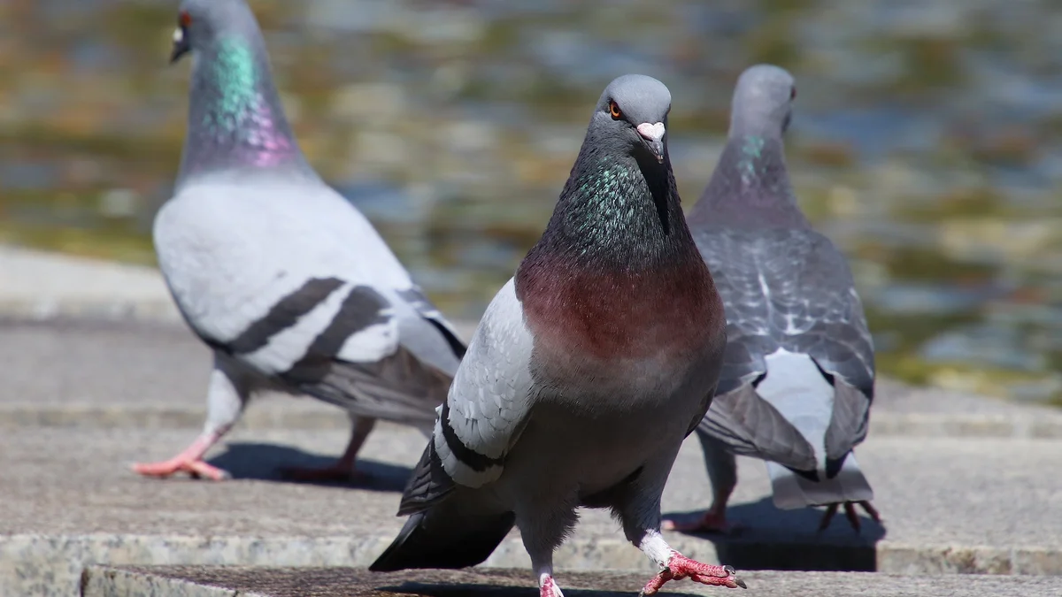 Stadttauben | Umweltberatung Luzern