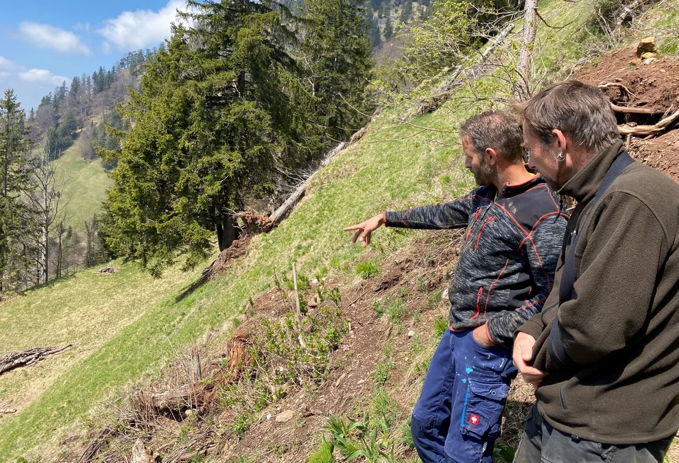 Natur am Berg: Hecken und Wiesen aufwerten | Umweltberatung Luzern