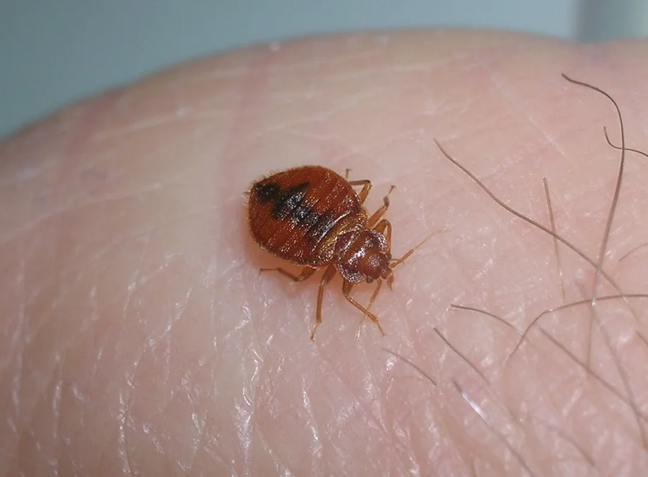 Bettwanzen | Umweltberatung Luzern