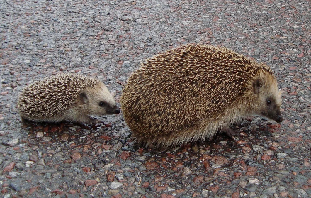 Igel | Umweltberatung Luzern