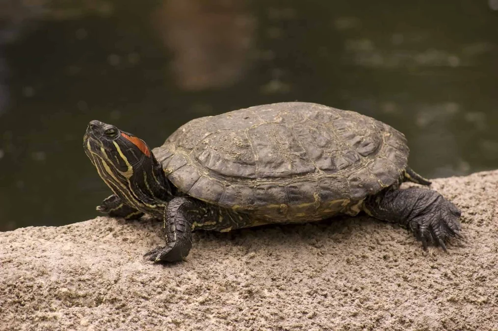 Neozoen – Exotische Problemtiere | Umweltberatung Luzern
