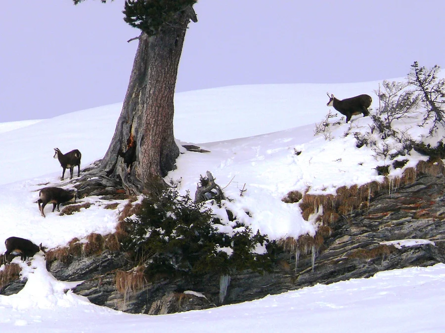 Auf den Spuren von Gämse und Luchs | Umweltberatung Luzern