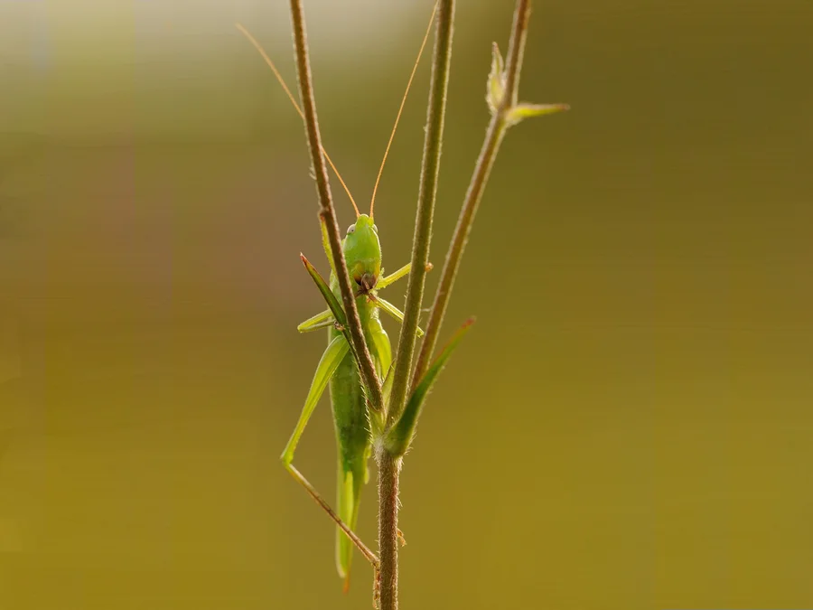 Die spannende Welt der Heuschrecken | Umweltberatung Luzern